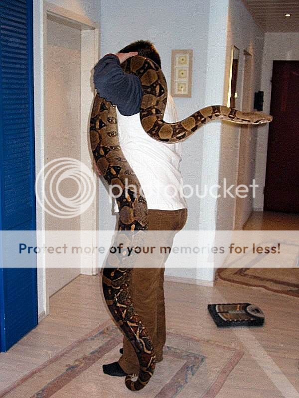 Red Tail Boa - Reptile Forums