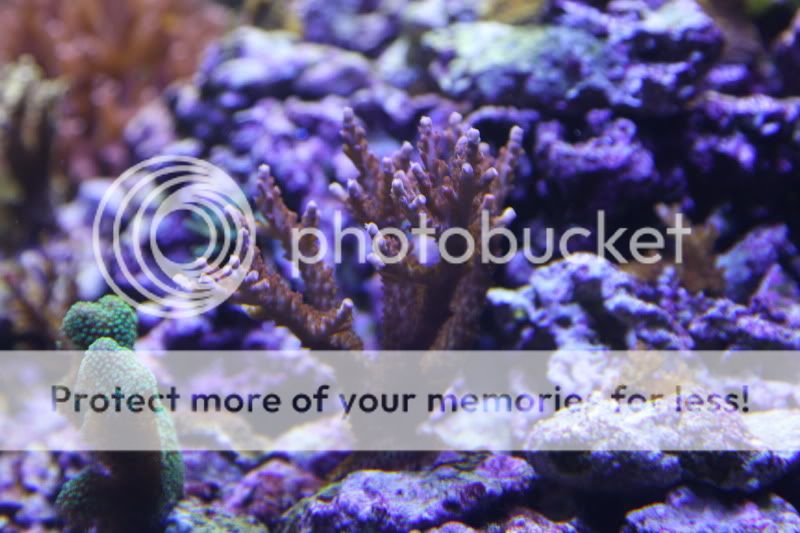 Most Sought-After Acroporas? | Page 4 | Reef2Reef