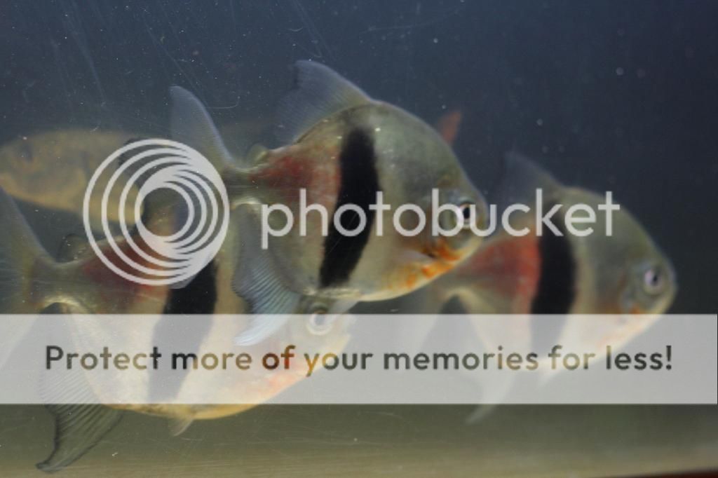 7 Widebar Silver Dollars + 1 Red Hook. Bay Area, CA P/U ...