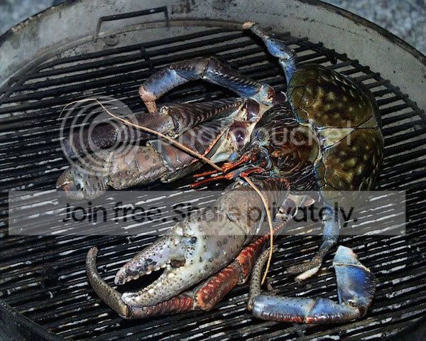 FARK.com: (4204330) The most disturbing animals on earth. Sadly Paris ...