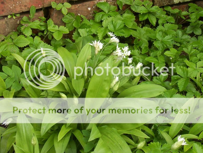 Growing ransomes (wild garlic)