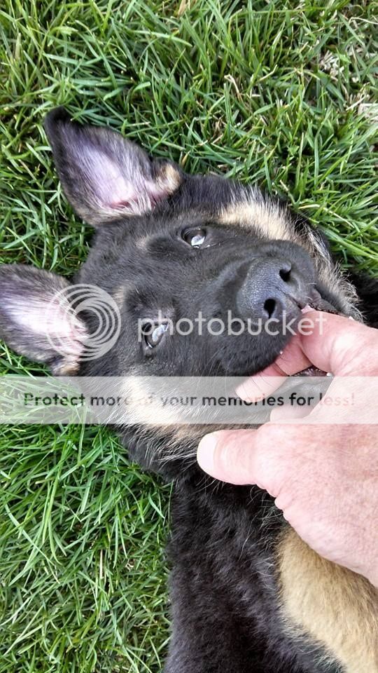 GSD owners I have a question > General Discussion > AR15.COM