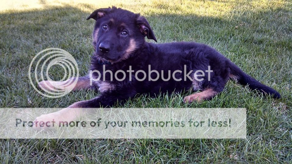 GSD owners I have a question > General Discussion > AR15.COM