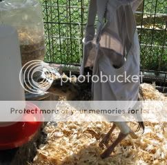 Guinea fowl - splayed legs? | BackYard Chickens - Learn How to Raise ...