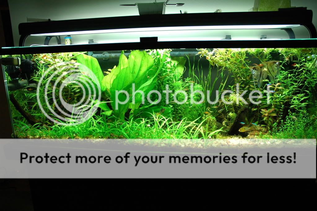 Need a plant ID - Sagittaria Subulata or Pygmy Chain Swords ...