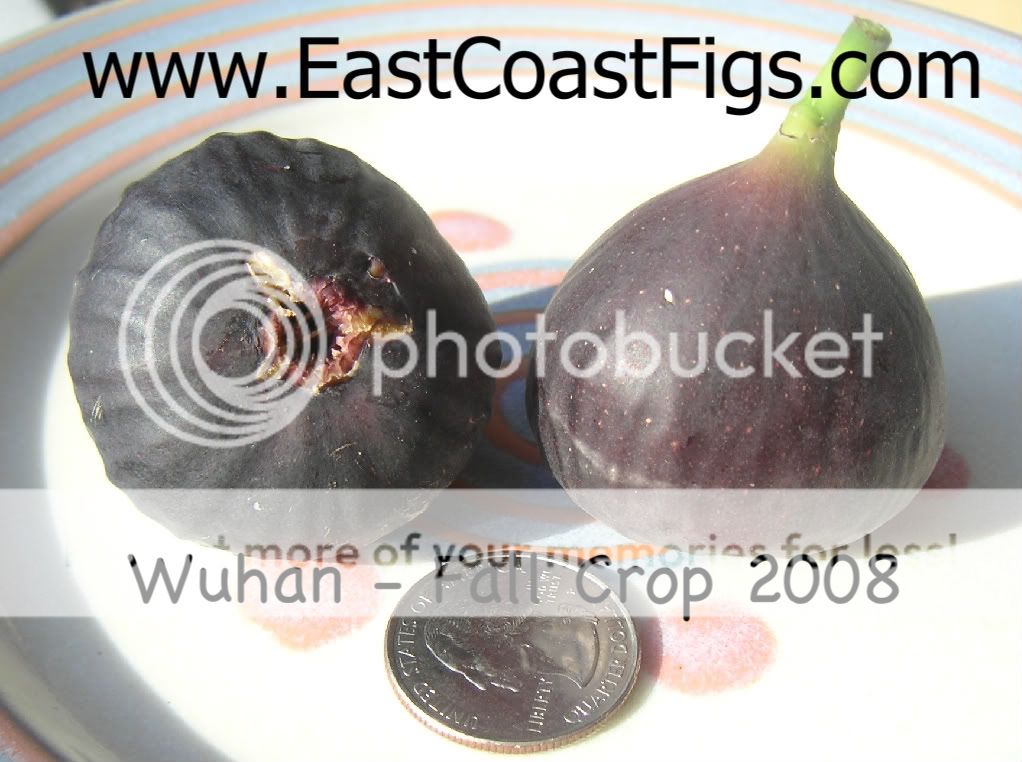 Home [www.figaholics.com]