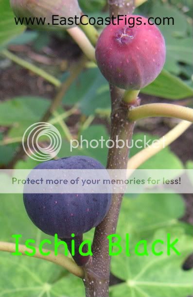 Home [www.figaholics.com]