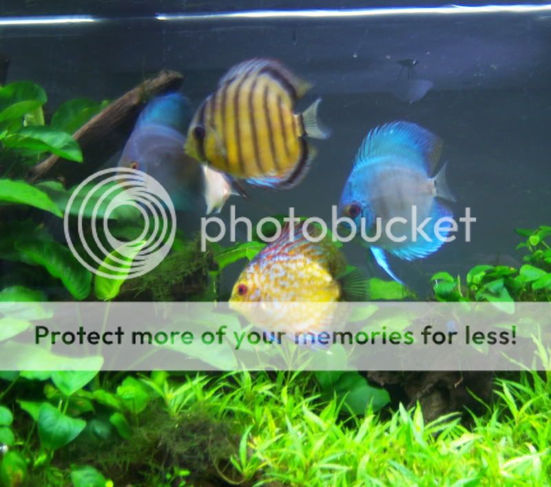 125g planted - SimplyDiscus