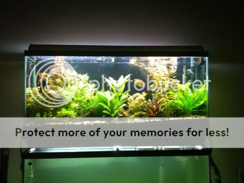 Fish Tank Thread: Let's see those tanks... > General Discussion > AR15.COM