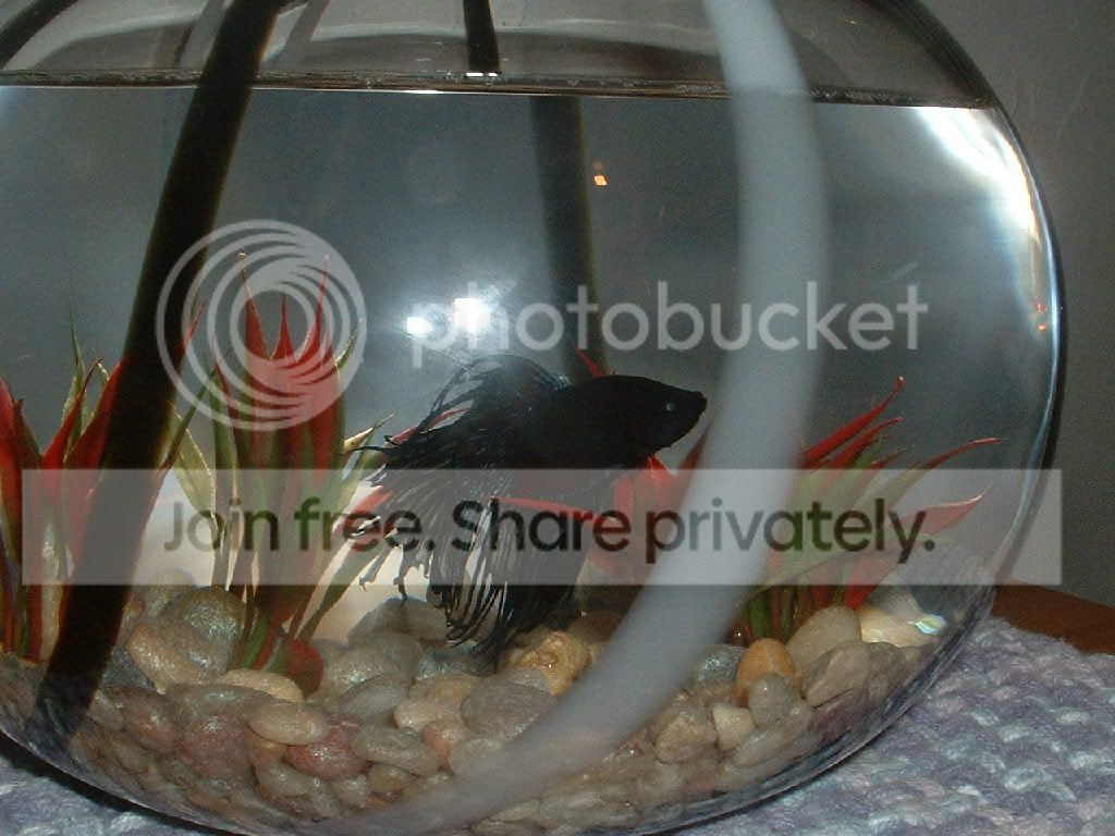 Are pure black bettas a rare find? | Fish Forum