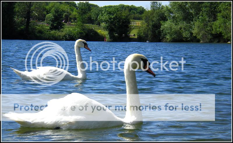 Swans - Graphics / Visual Arts - GTAForums