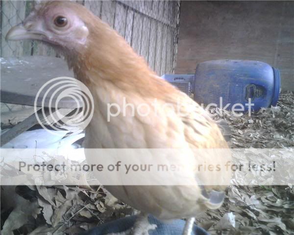 Banny Hen, What Variety? | BackYard Chickens - Learn How to Raise Chickens