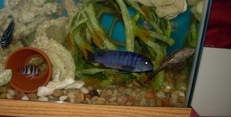 HELP! Please identify this blue mbuna...not a red top? | Cichlid Fish Forum