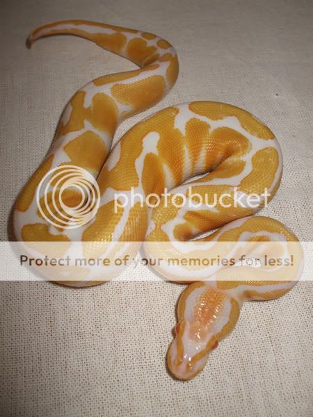 Royal Python Morph Sale !!!! | Reptile Forums