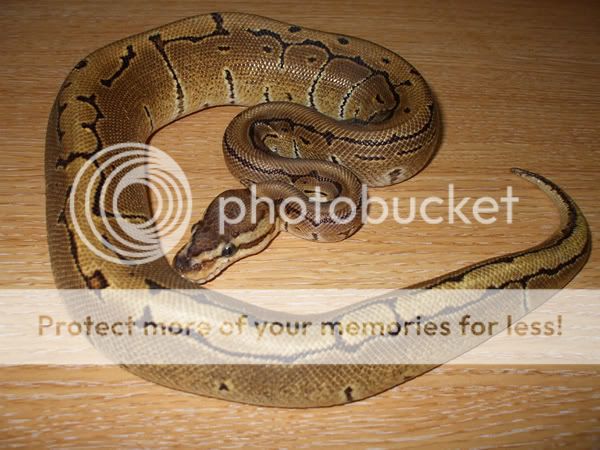 Royal Python Morph Sale !!!! | Reptile Forums