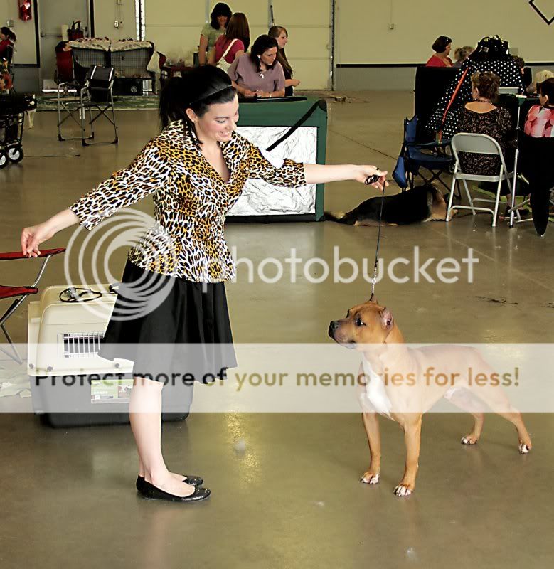 Real Show Dogs - Favorite RL Dogs - image heavy - Showdog.com Forum