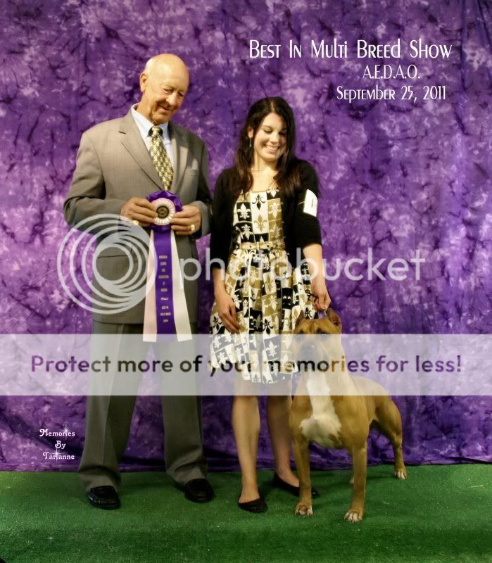 Real Show Dogs - Favorite RL Dogs - image heavy - Showdog.com Forum