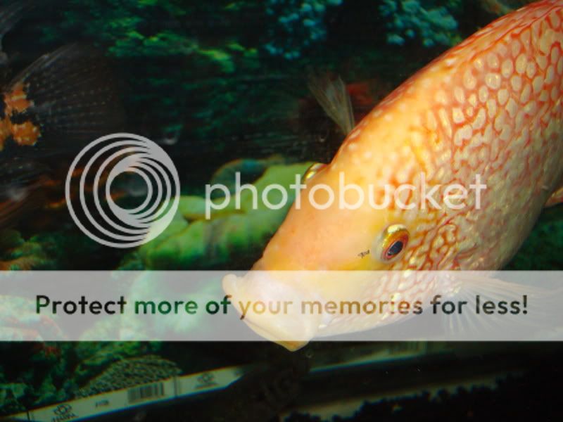 Freaking out, is my fish's lip broke? | Cichlid Fish Forum