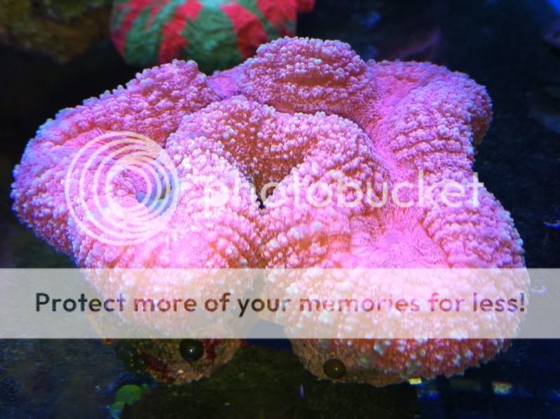 Pink lobo for sale... | Reef2Reef