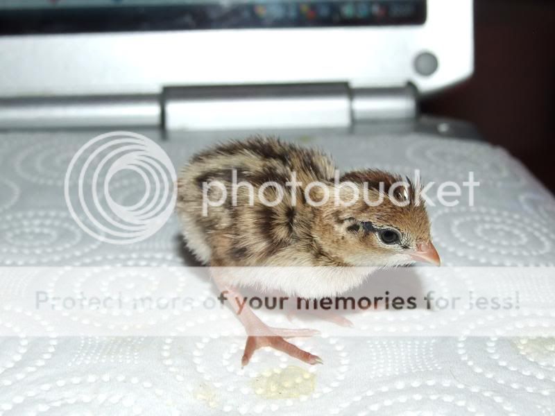 Quail Chick Pictures Needed (preferrably Gambel Quail) | BackYard ...