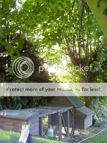 Homemade chicken arc - design ideas wanted!