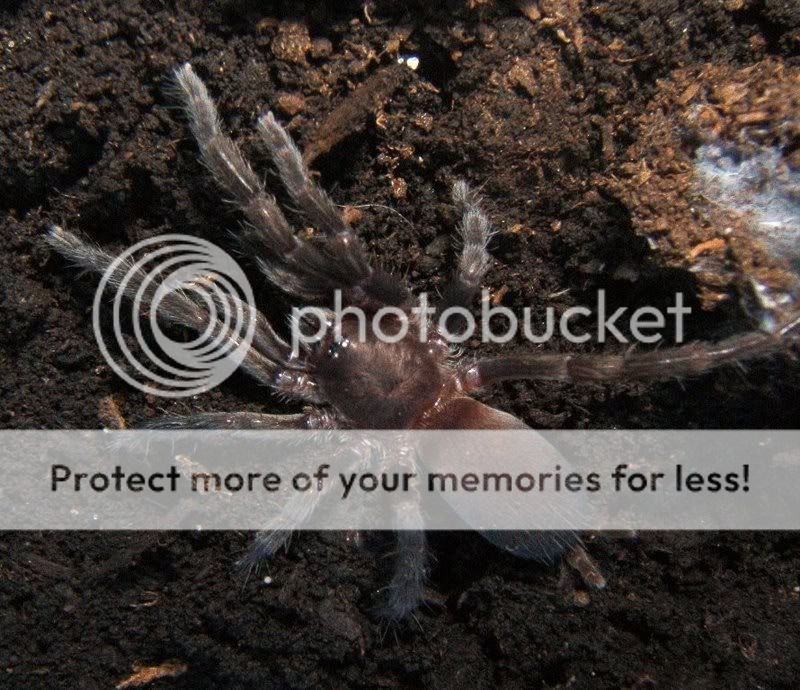 Genus - Plesiophrictus | Arachnoboards