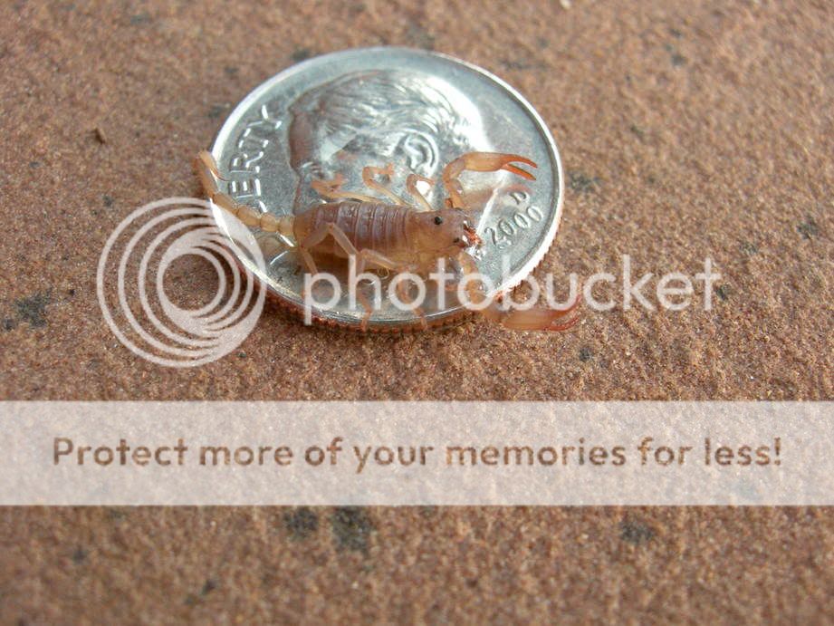 Anuroctonus phaiodactylus scorplings - Black Claw Scorpion | Arachnoboards