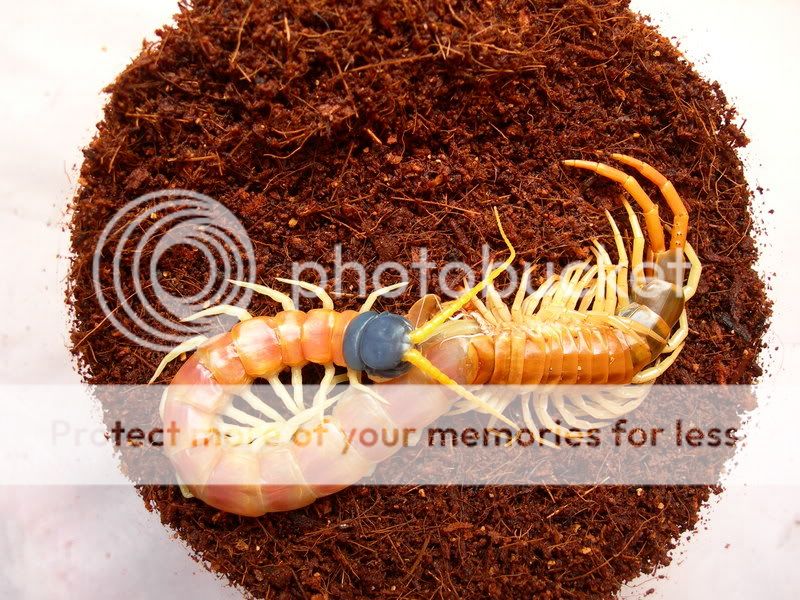 Scolopendra heros - First Centipede Molt Photos | Arachnoboards
