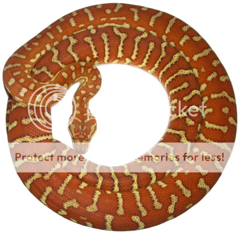 Baby hypo bredli. Super excited to watch this guy grow up! : r/snakes