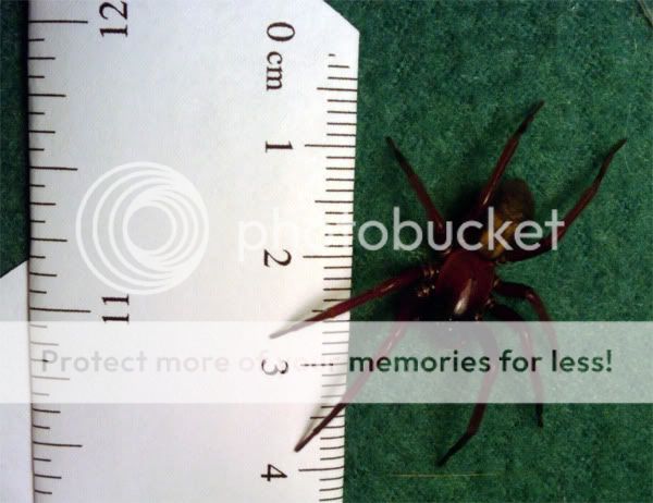 Callobius-? The Hacklemesh Weaver | Arachnoboards