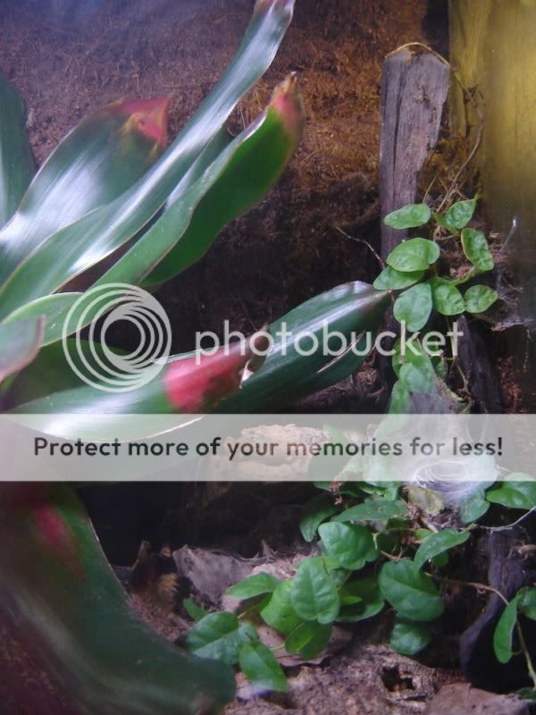 Holothele incei Communal Setup | Arachnoboards