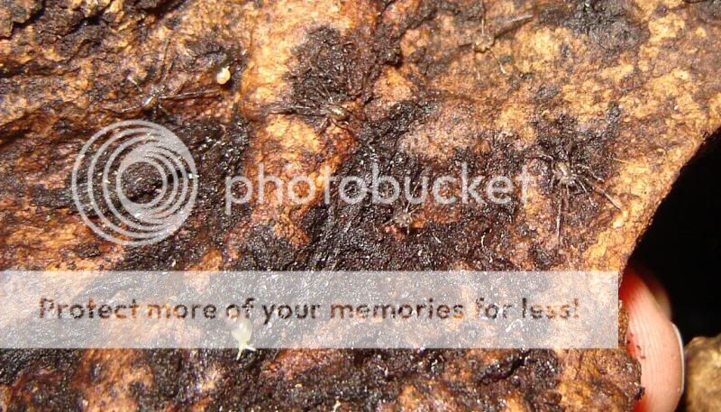 Chilean Red Devil Harvestman | Reptile Forums