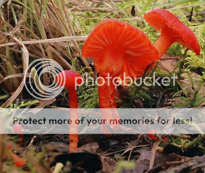 These are Red Chanterelles correct? (Cantharellus cinnabarinus) Are ...