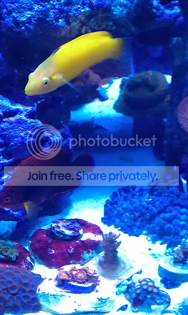 Fish of the Day: Banana Wrasse | Reef2Reef