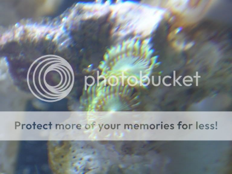 True yellow zoa???? | Reef2Reef