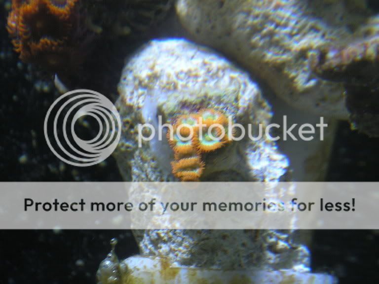 True yellow zoa???? | Reef2Reef