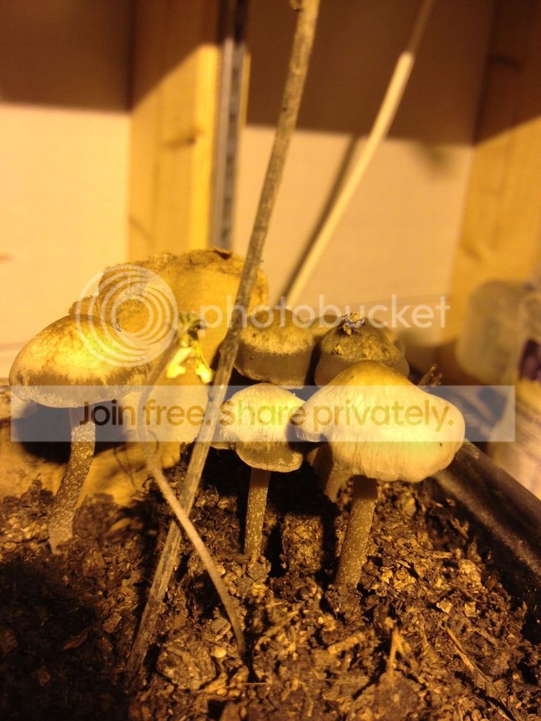 composted manure mushrooms - Identifying Mushrooms - Wild Mushroom Hunting