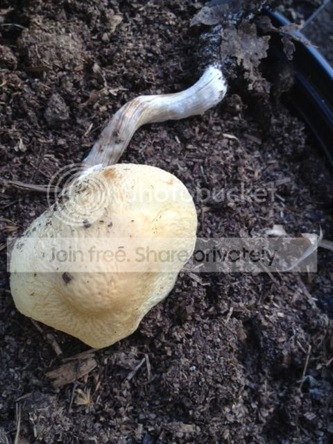 composted manure mushrooms - Identifying Mushrooms - Wild Mushroom Hunting