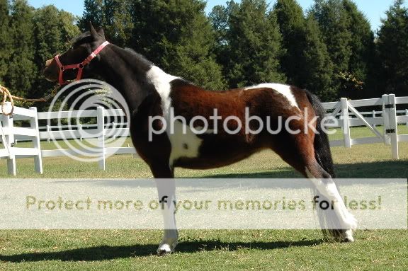 Overo, Tovero , Sabino... | Miniature Horse Talk Forums