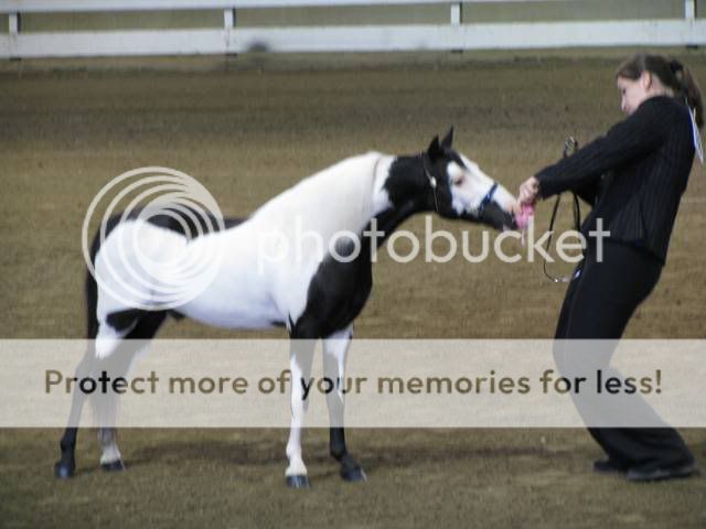 Overo, Tovero , Sabino... | Miniature Horse Talk Forums