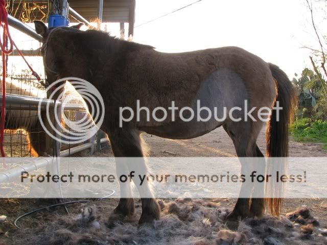Can I see photo's of pregnant bellies? | Miniature Horse Talk Forums