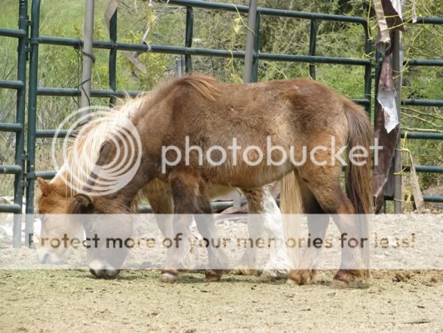 Can I see photo's of pregnant bellies? | Miniature Horse Talk Forums
