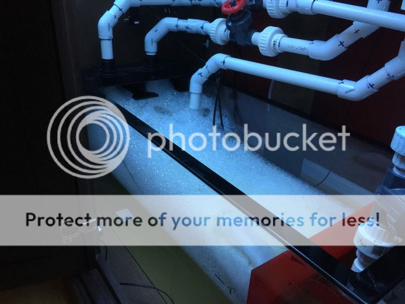 Curing BRS Dry Pukani in a New DT | Reef2Reef