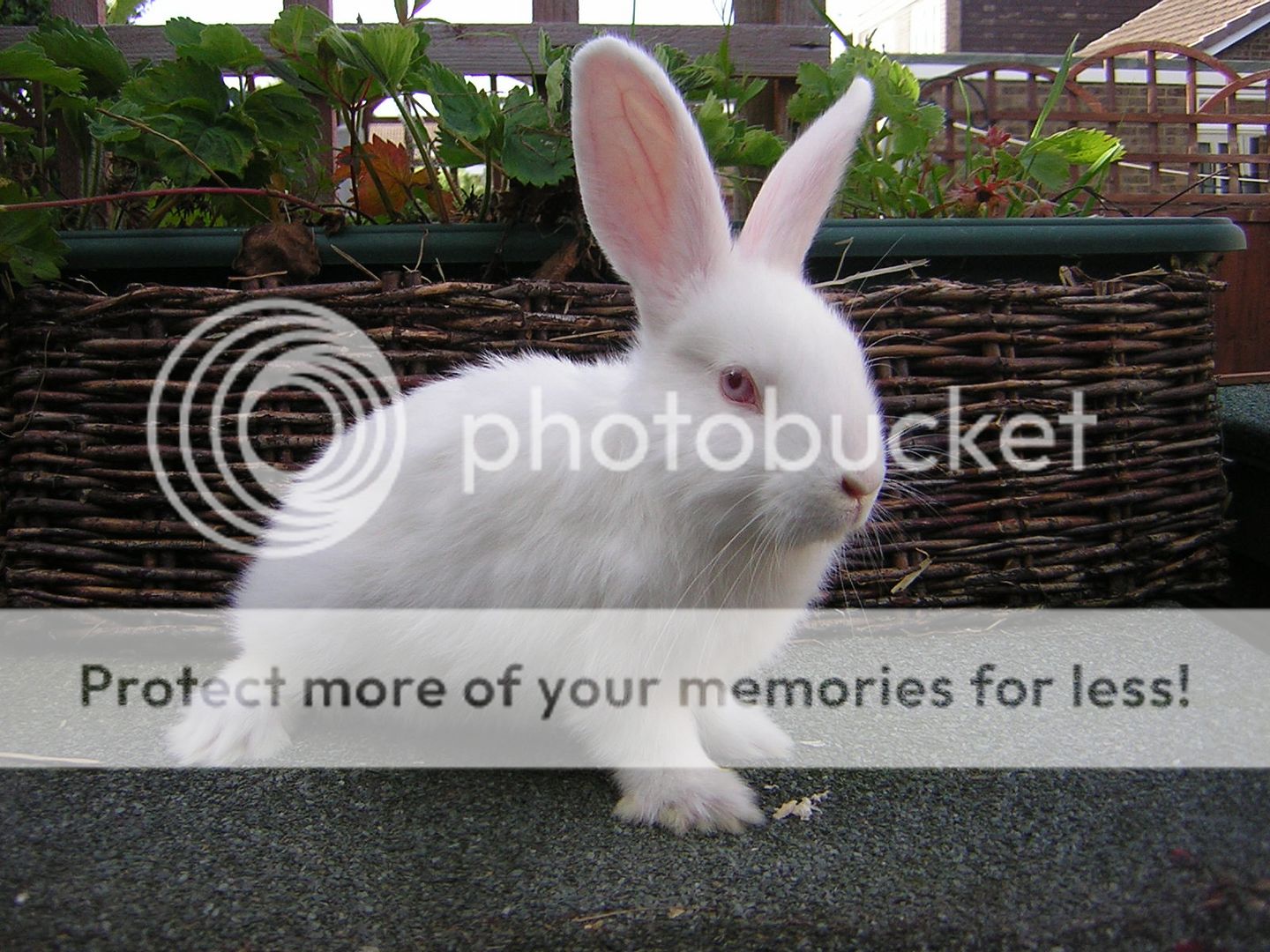 My Warren... | UK Pet Forums Forum