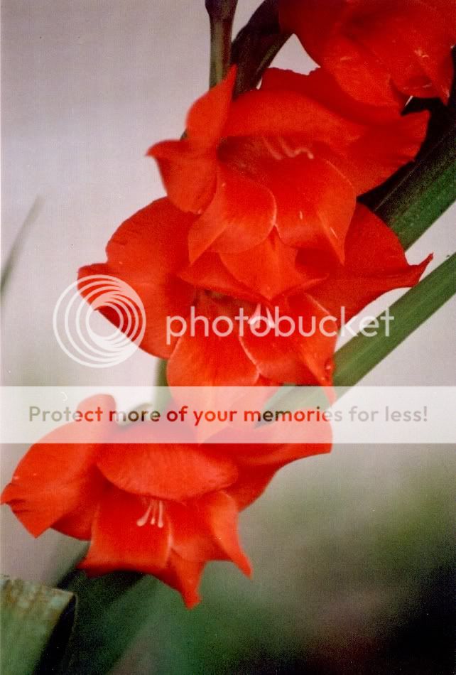 Red gladiloa turns orange - PentaxForums.com