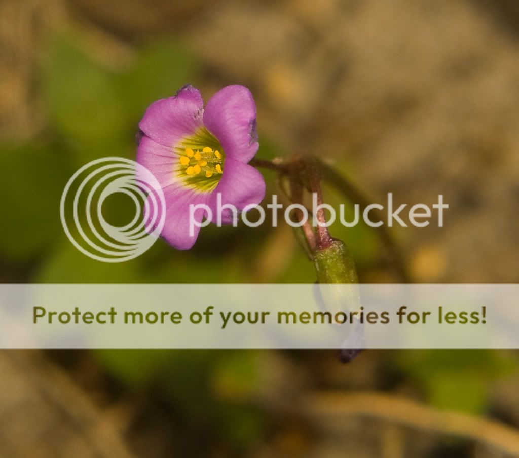 Tiny Flowers - Page 3 - PentaxForums.com