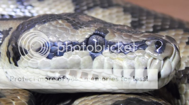 Some of mine (pic heavy) | Reptile Forums