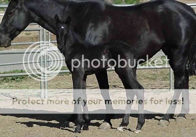 Foals By Anne Van't Groupje