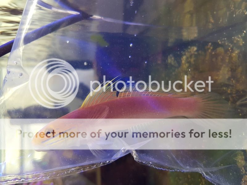 Bella goby advice | Ultimate Reef