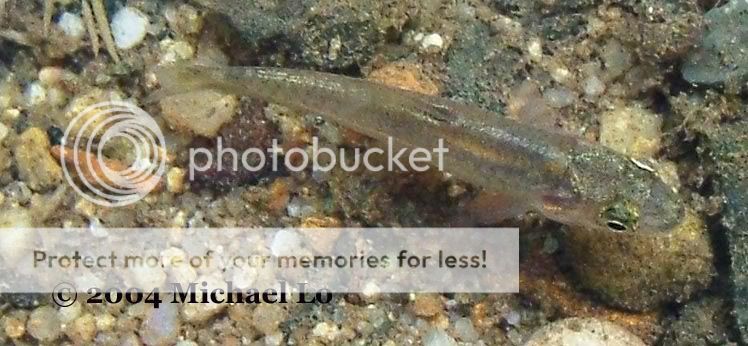 some Borneo wild fish pix to share | Tropical Fish Forums 🐠